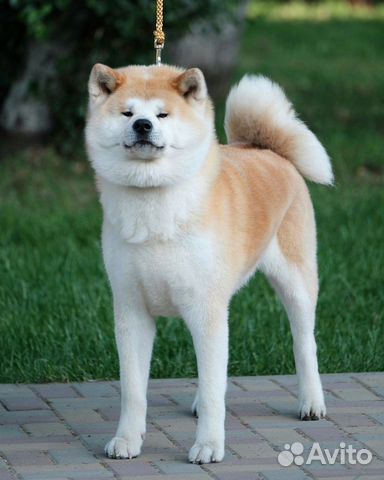 Кобель Акита ину для вязки