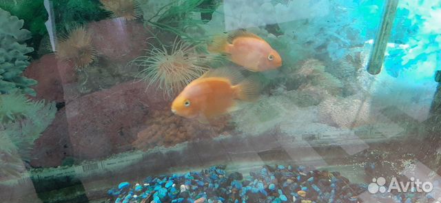 Аквариумные рыбы