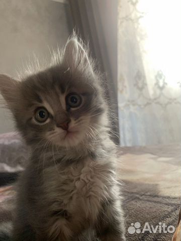 Котятки ищут свою семью