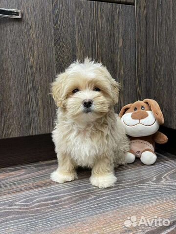 Мальтипу девочки