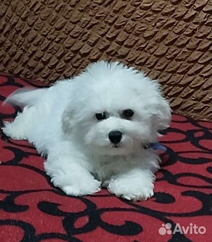 Бишон фризе