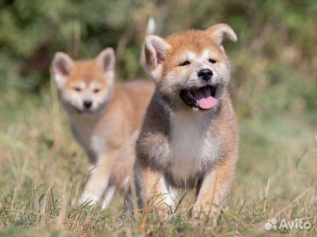 Мальчики Акита