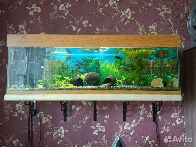 Аквариум со всем содержимым