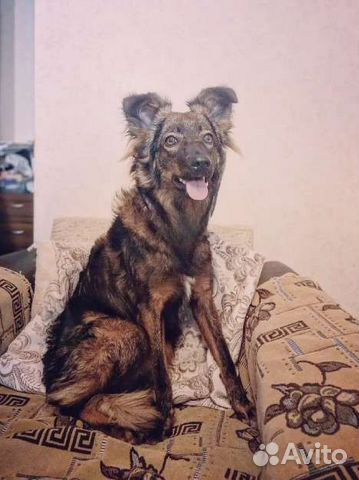 Собака щенок