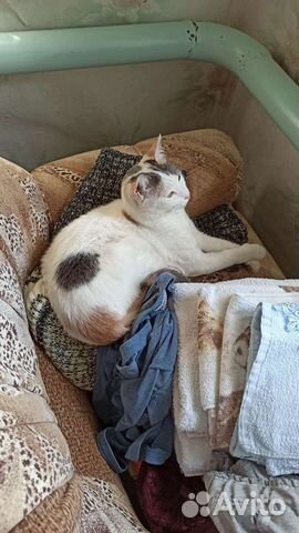 Поиск кошки