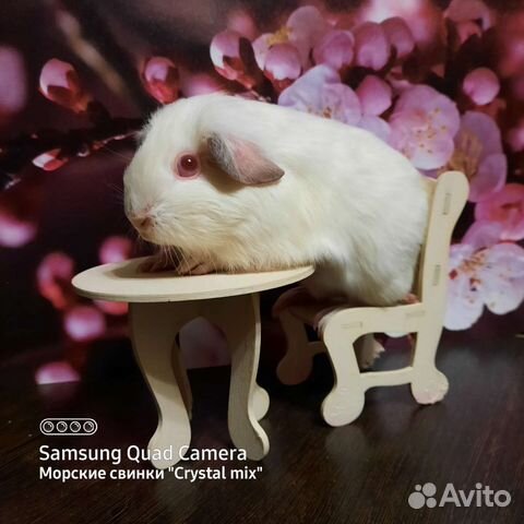 Морская свинка девочка