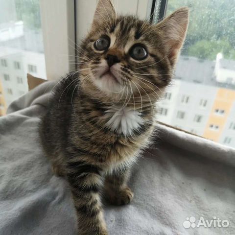 Котенок девочка полтора месяца