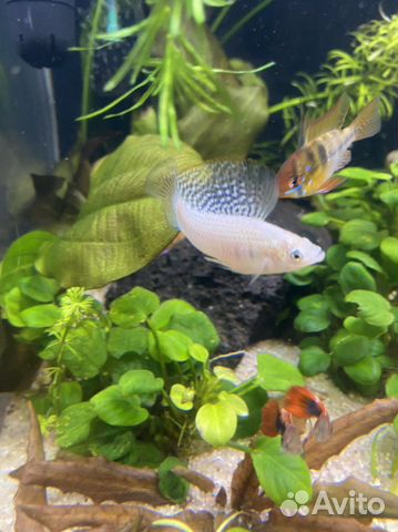 Моллинезия (снежинка)