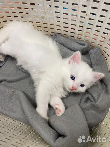 Кошка турецкая ангора