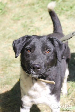 Умный и красивый друг в приюте