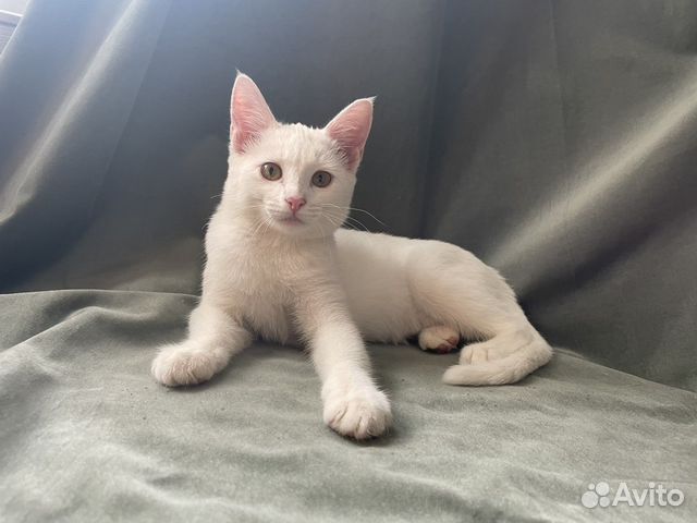 Кошка
