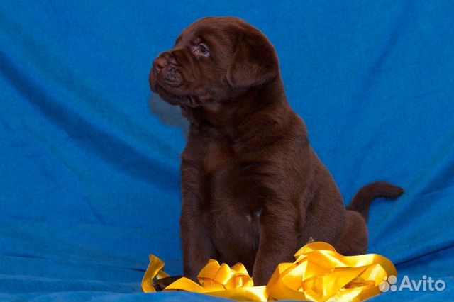 Хаммер с Жемчужной