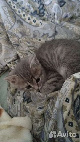 Котята в добрые руки бесплатно
