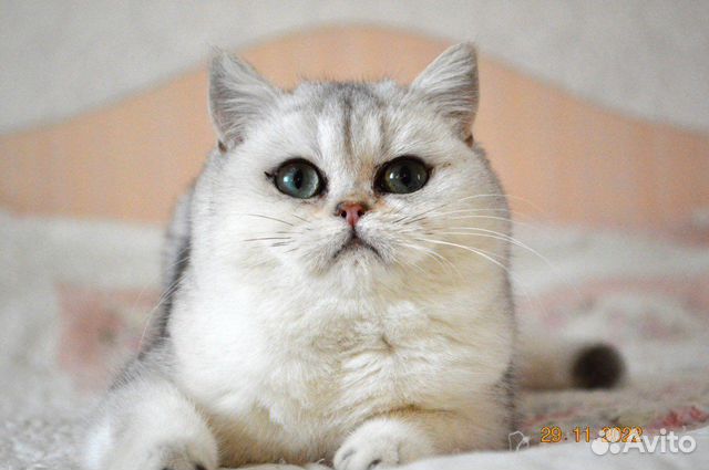 Британская короткошерстная