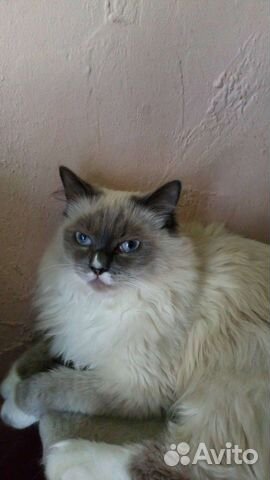 Рег долл девочка 7мес