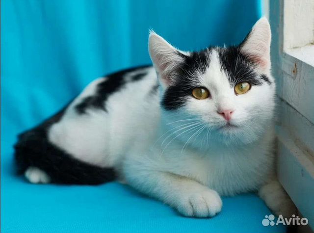 Котик подросток Бакс в дар 4 мес
