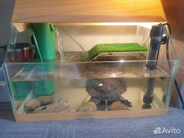 Красноухая черепаха с аквариумом