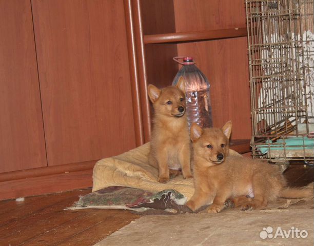 Карело финская лайка щенки