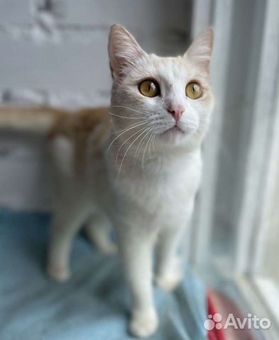 Котодети из приюта ищут своих родителей