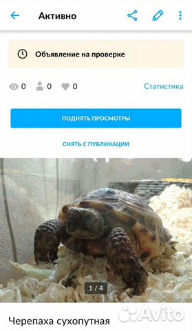Продаётся сухопутная черепаха