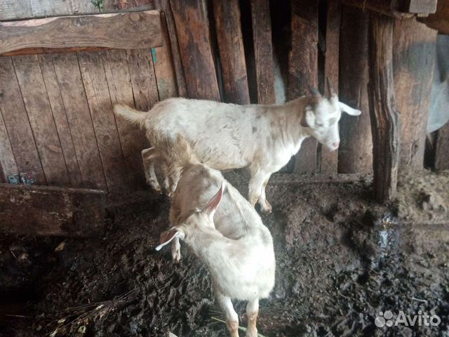 Коза и козлята