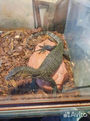 Манговая/индийская ящерица