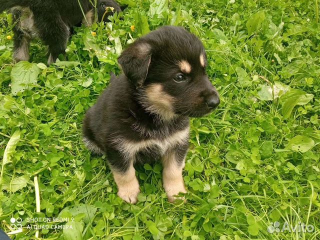 Щенки немецкой овчарки
