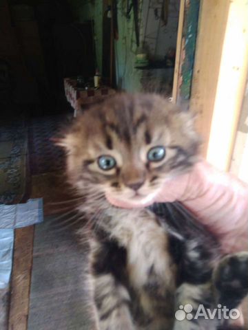 4 котенка в дар, три мальчика и одна девочка