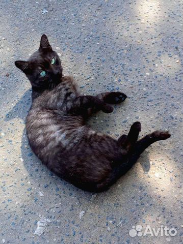 Чёрный котик