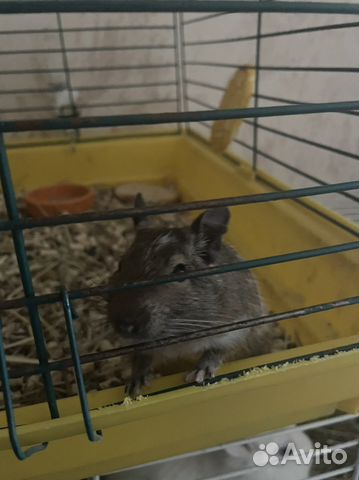 Дегу ручной