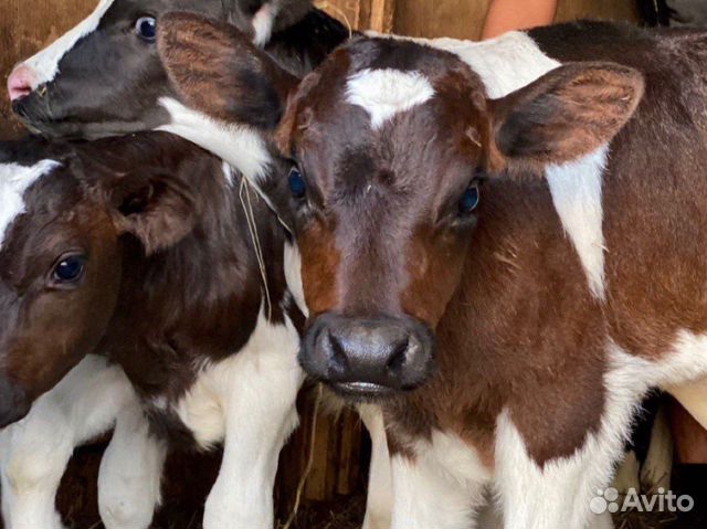 Бычки на откорм