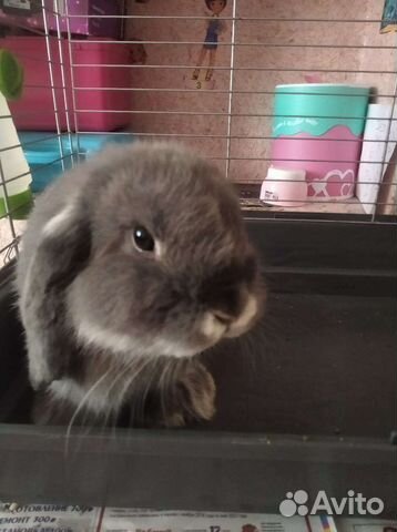 Декоративный кролик