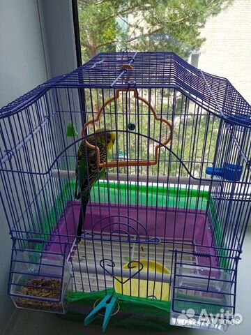 Волнистый попугай с клеткой