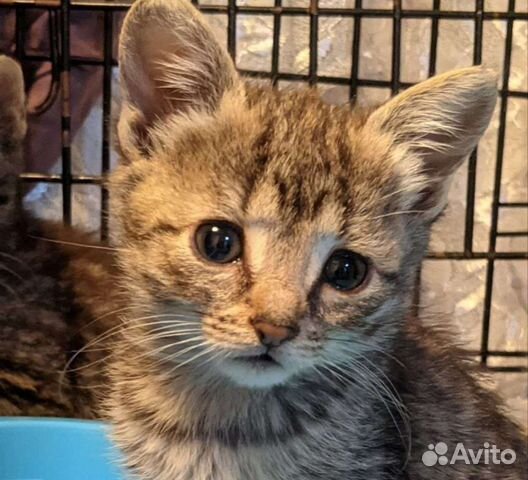 Милая крошка в добрые руки