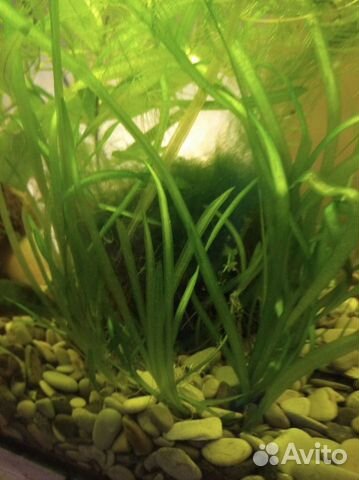 Валиснерия, ряска, лимонник