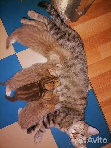 Котята британцев в добрые руки