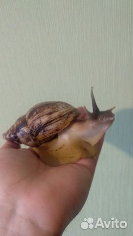 Улитки архахатины