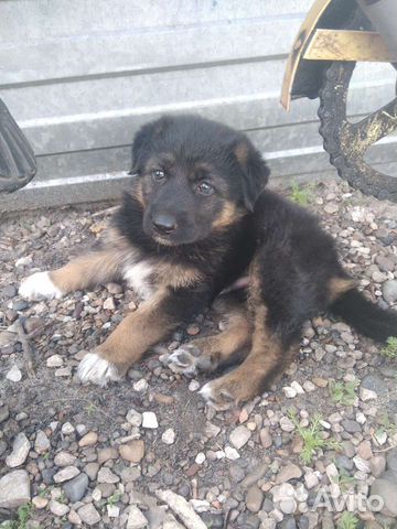 Щенок метиc