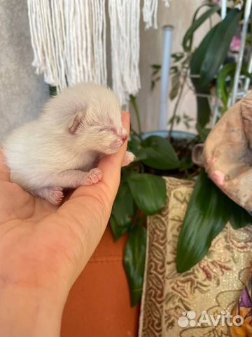 Тайские котята