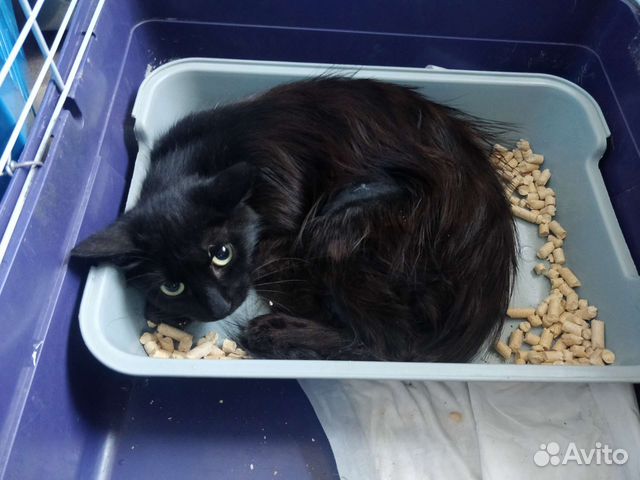 Кошка Василиса