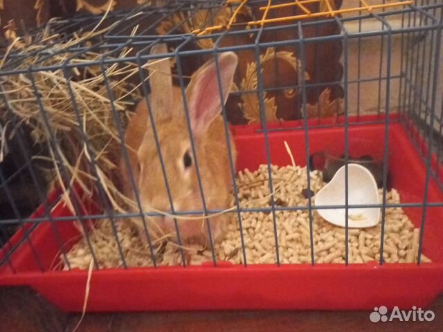 Декоративные кролики в добрые руки