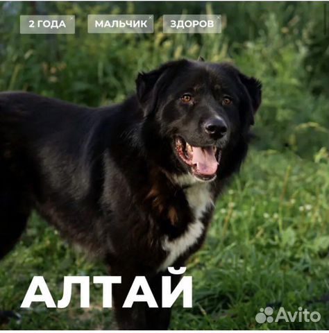 Собака в добрые руки