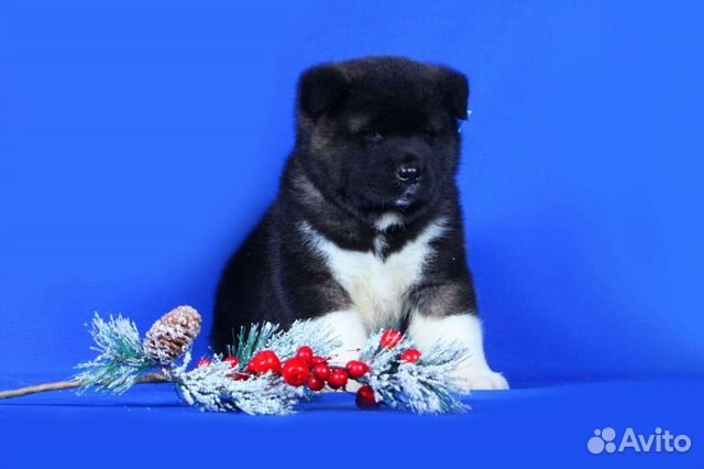 Мальчик Акитос