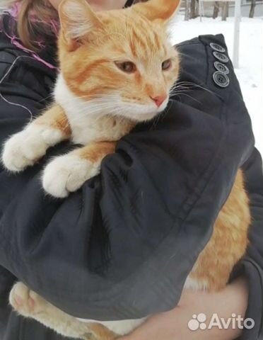 Нашёлся кот