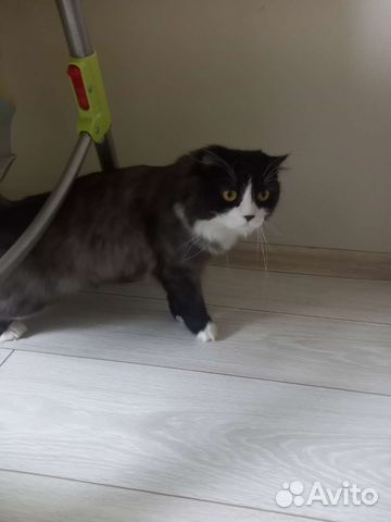 Кошка в дар бесплатно