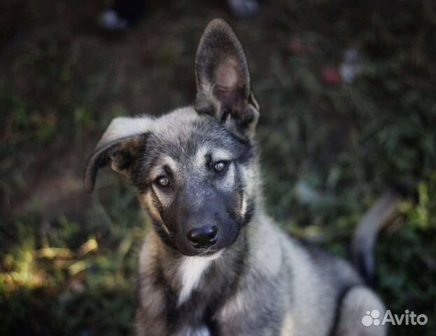 Щенок в добрые руки бесплатно