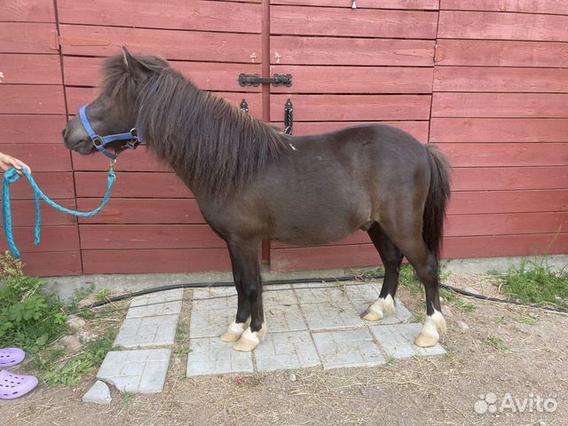 Продаю пони