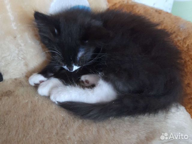 Слепой котёнок,1.5 месяца