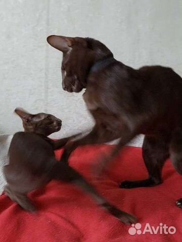 Ориентальная гавана малышка