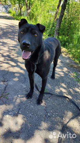 Ищет дом великолепная Собака Джульетта